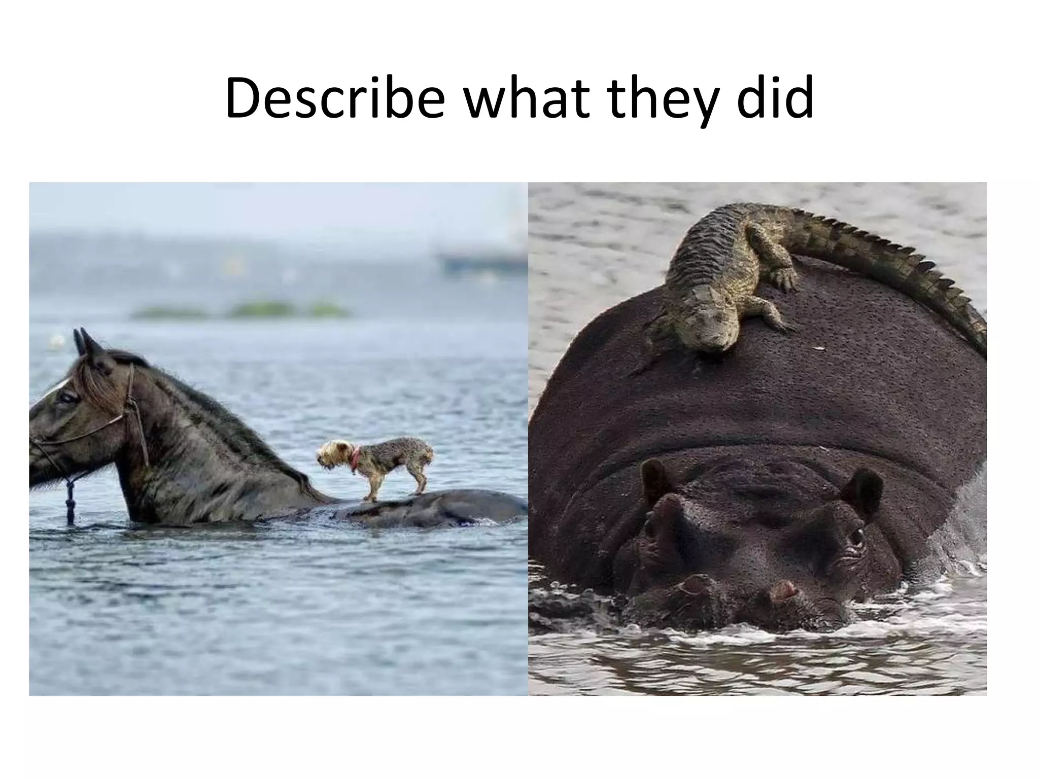 Animals moving beyond culture bumps | PPT
