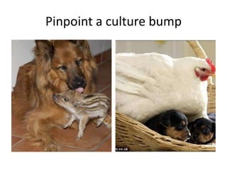 Animals moving beyond culture bumps | PPTX