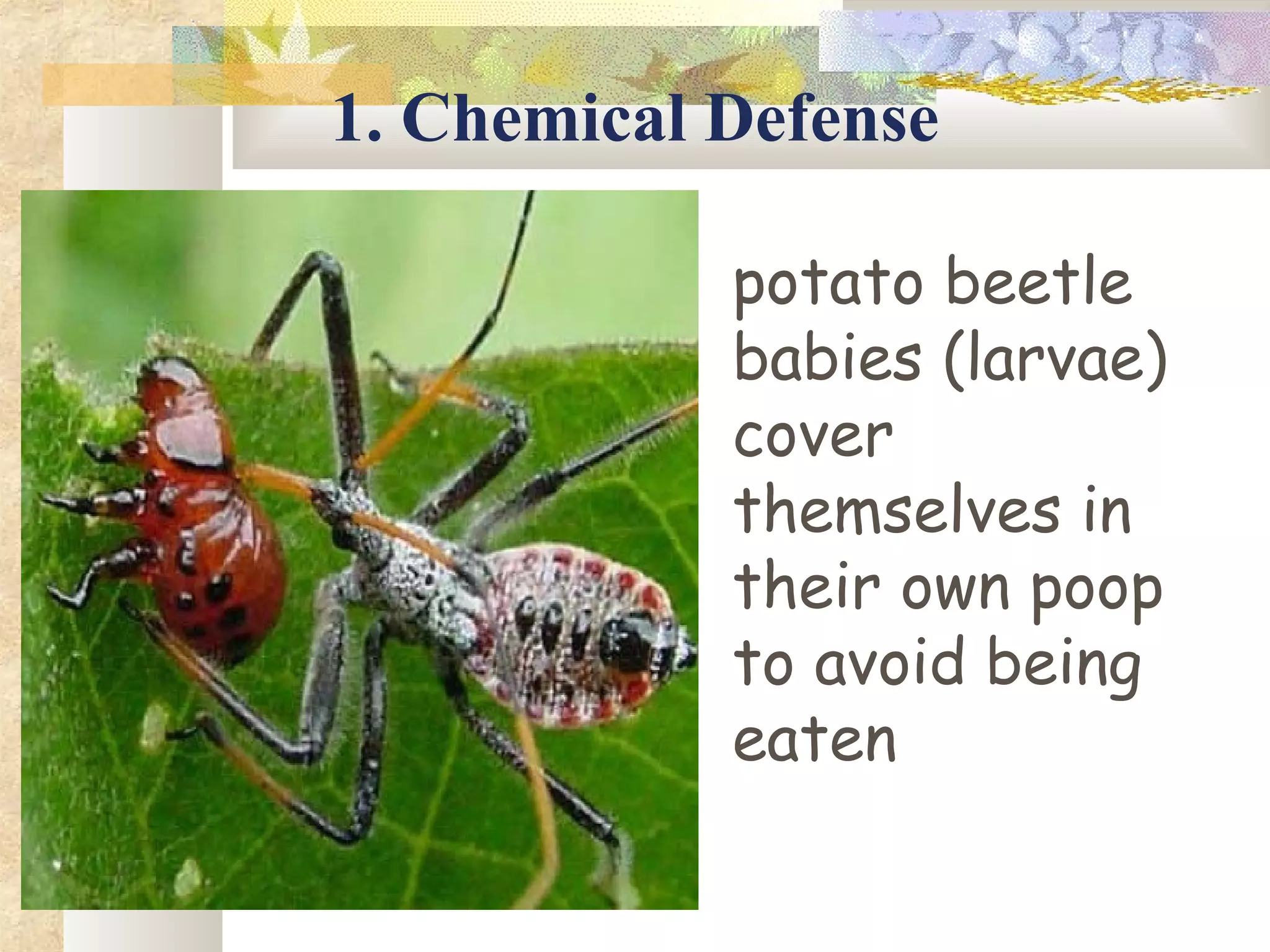 Animal defense vs predators | PPT