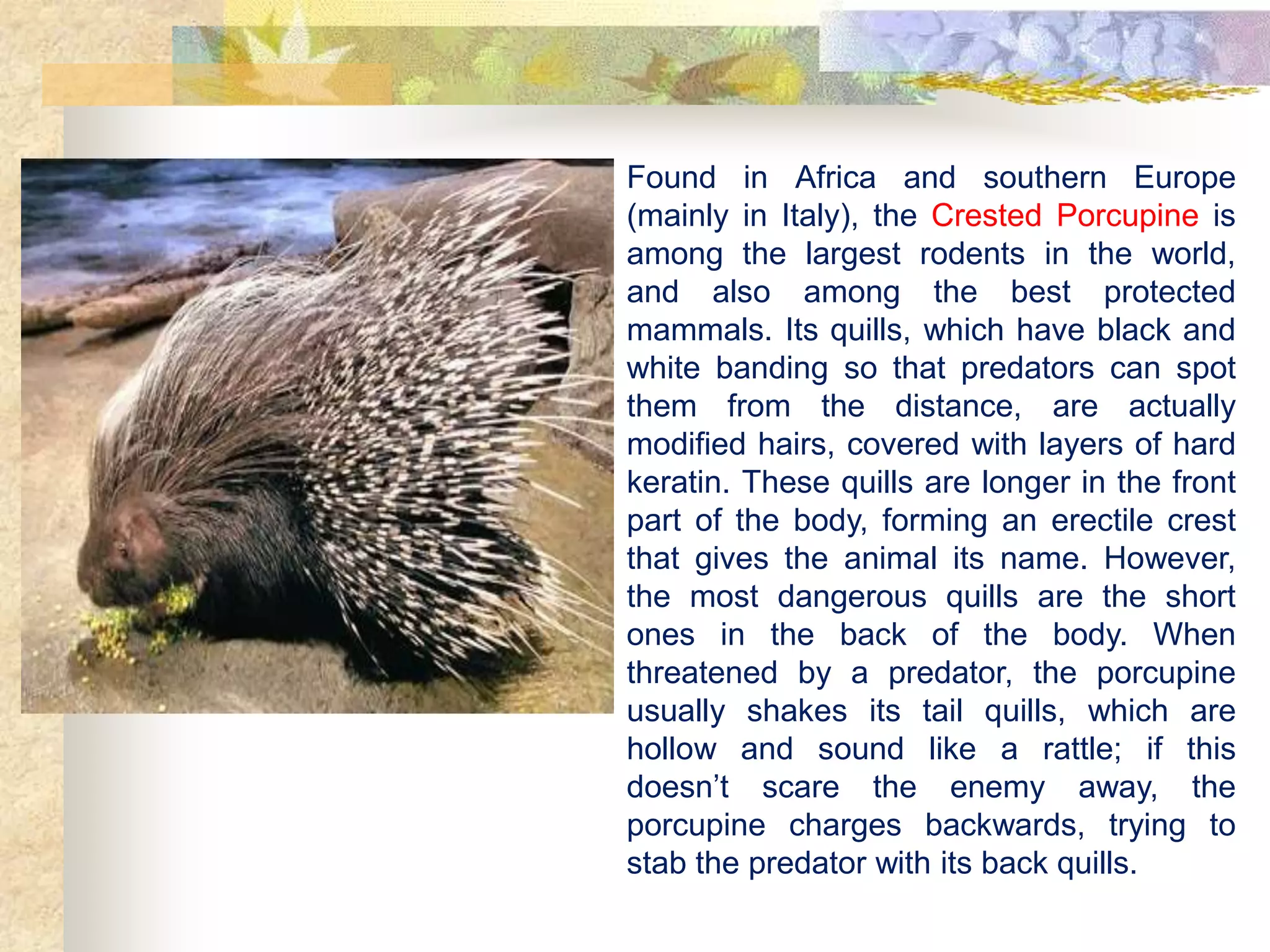 AnimalDefensevsPredators.pptx