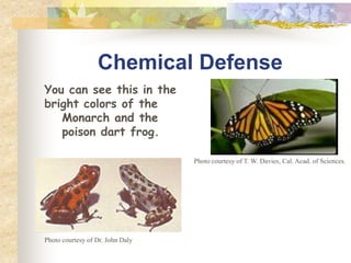 AnimalDefensevsPredators.pptx