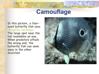 AnimalDefensevsPredators.pptx