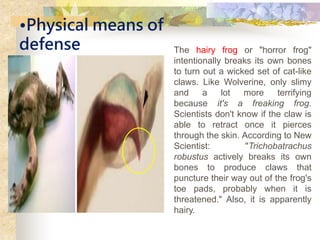 Hairy Frog Defense