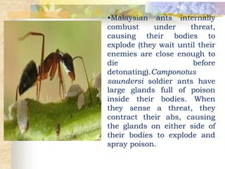 Camponotus Saundersi Exploding