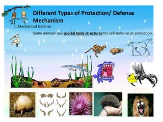 Animal defenssive adaptation | PPT