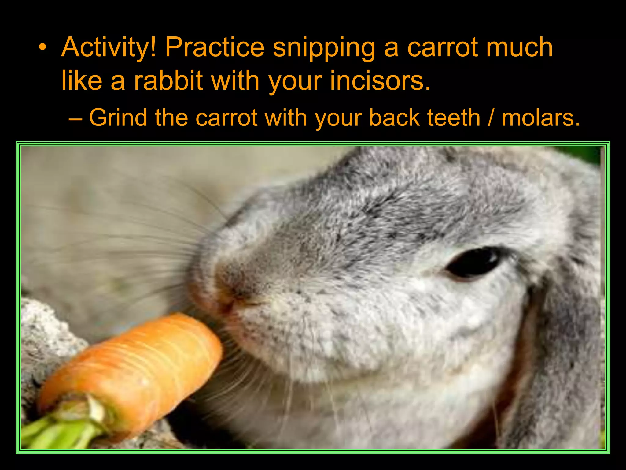 Animal Dentition Lesson PowerPoint, Teeth, Quiz, Types of Teeth | PPTX