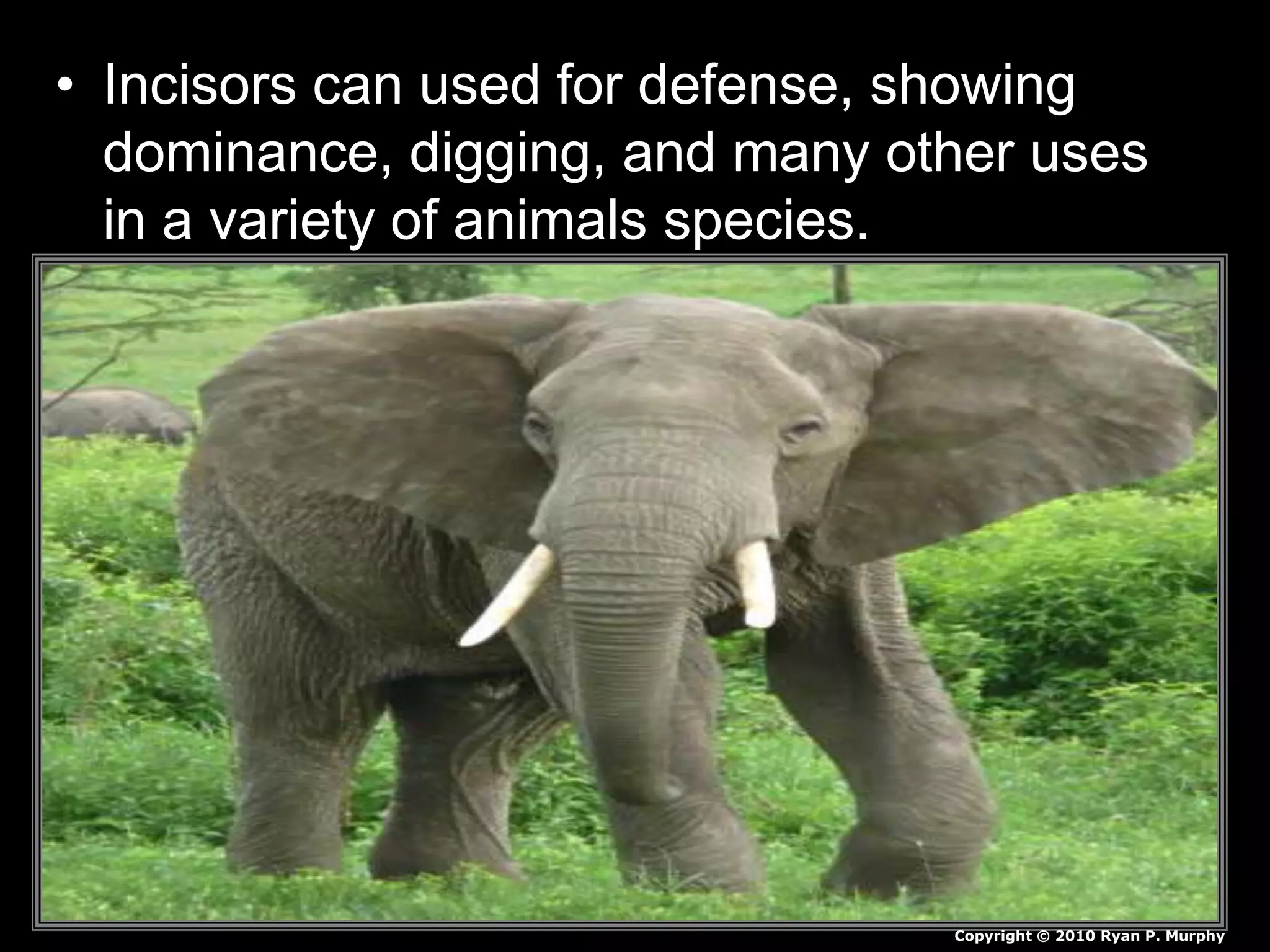 Animal Dentition Lesson PowerPoint, Teeth, Quiz, Types of Teeth | PPTX