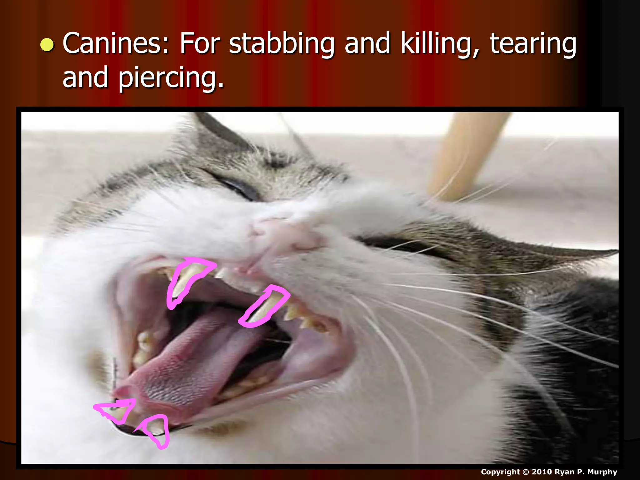 Animal Dentition Lesson PowerPoint, Teeth, Quiz, Types of Teeth | PPTX
