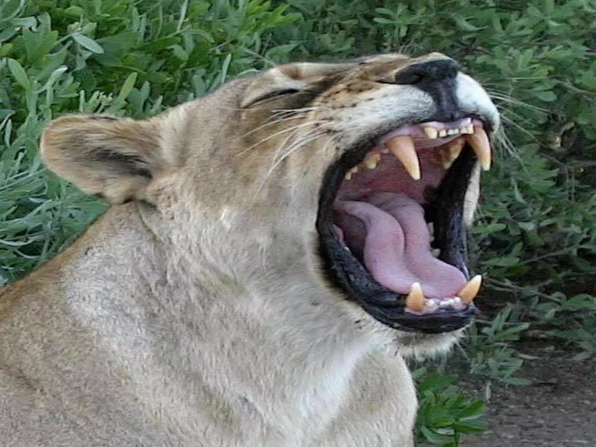 Animal Dentition Lesson PowerPoint, Teeth, Quiz, Types of Teeth | PPTX