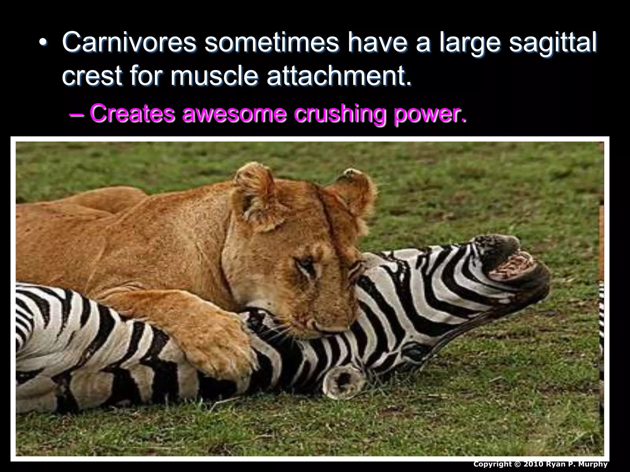 Animal Dentition Lesson PowerPoint, Teeth, Quiz, Types of Teeth | PPTX