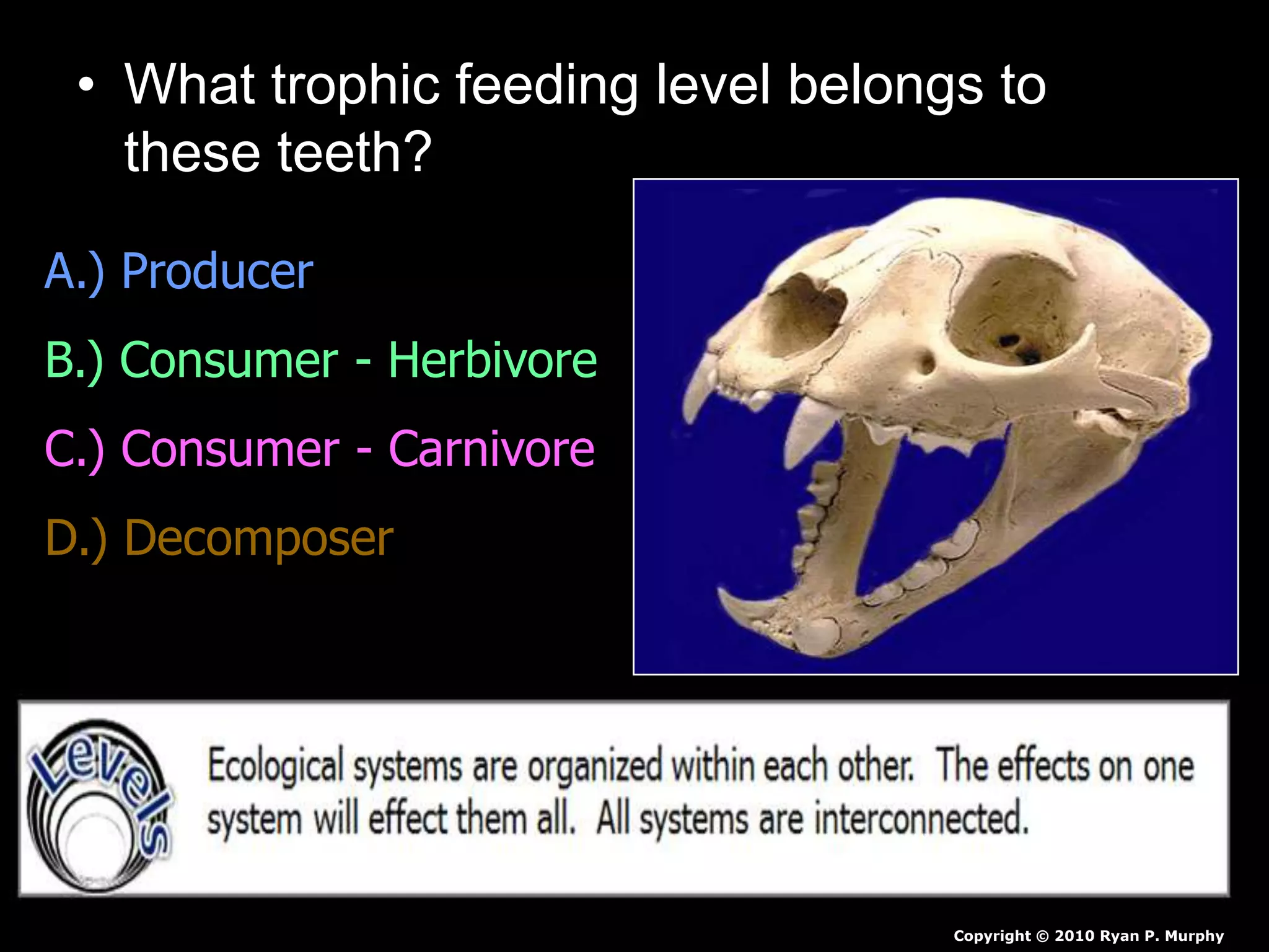 Animal Dentition Lesson PowerPoint, Teeth, Quiz, Types of Teeth | PPTX