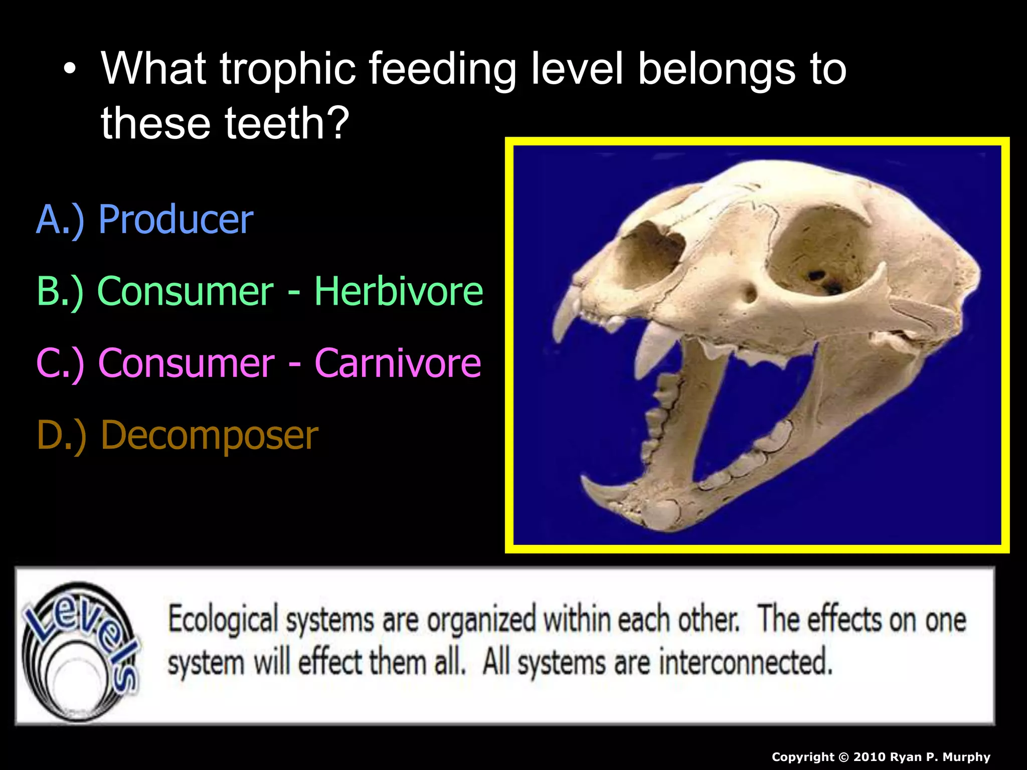 Animal Dentition Lesson PowerPoint, Teeth, Quiz, Types of Teeth | PPTX