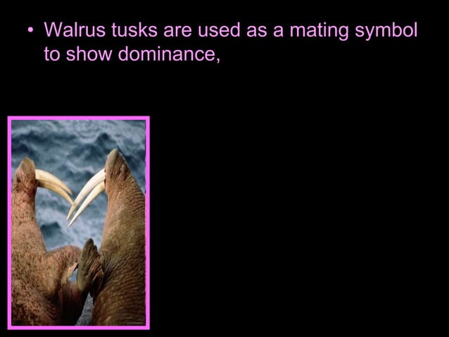 Animal Dentition Lesson PowerPoint, Teeth, Quiz, Types of Teeth | PPTX