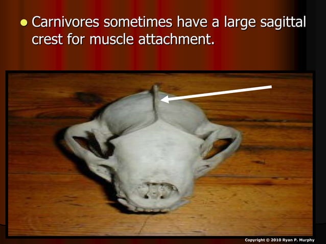 Animal Dentition Lesson PowerPoint, Teeth, Quiz, Types of Teeth | PPTX