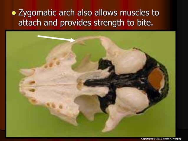 Animal Dentition Lesson PowerPoint, Teeth, Quiz, Types of Teeth | PPTX