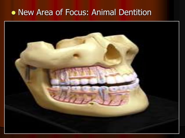 Animal Dentition Lesson PowerPoint, Teeth, Quiz, Types of Teeth | PPTX