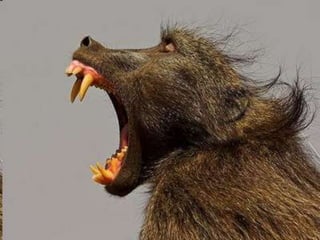 Animal Dentition Lesson PowerPoint, Teeth, Quiz, Types of Teeth | PPTX