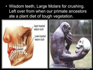 Animal Dentition Lesson PowerPoint, Teeth, Quiz, Types of Teeth | PPTX