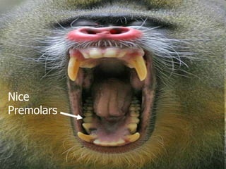 Premolar Mandrill