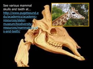 Giraffe Teeth Diagram