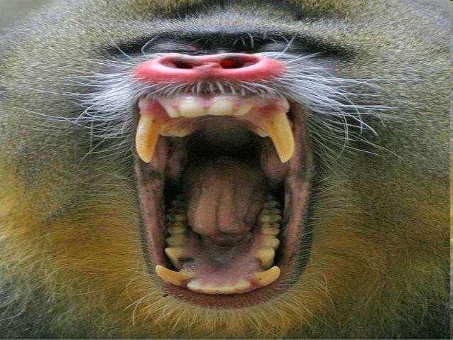 Animal Dentition Lesson PowerPoint, Teeth, Quiz, Types of Teeth