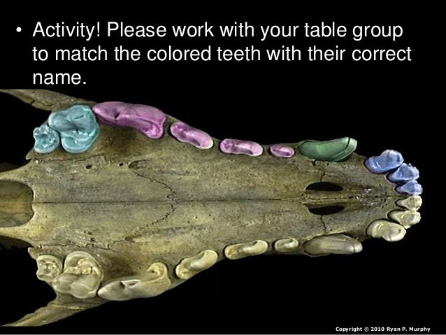 Animal Dentition Lesson PowerPoint, Teeth, Quiz, Types of Teeth