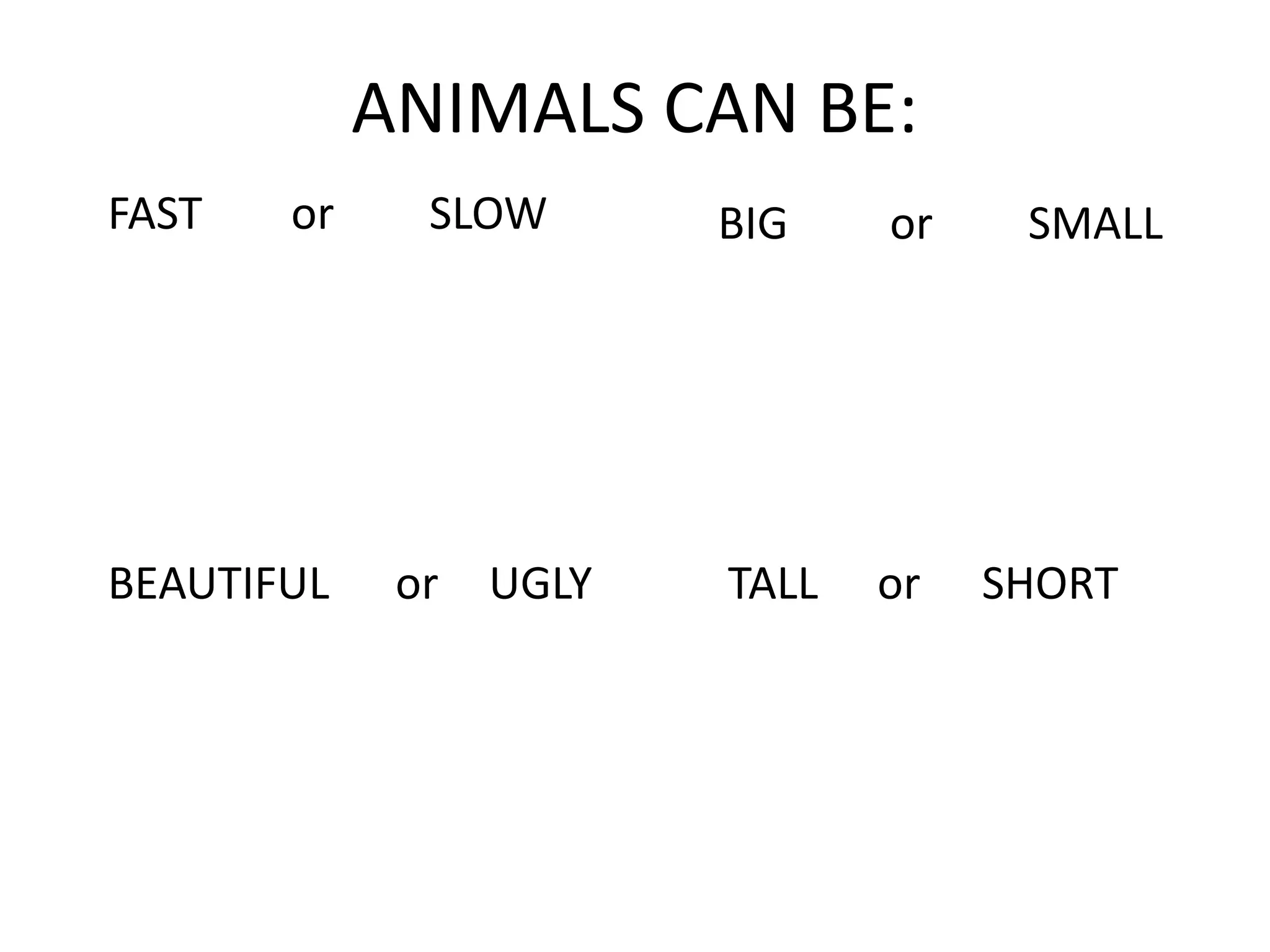 Animal descriptions y1 | PPTX