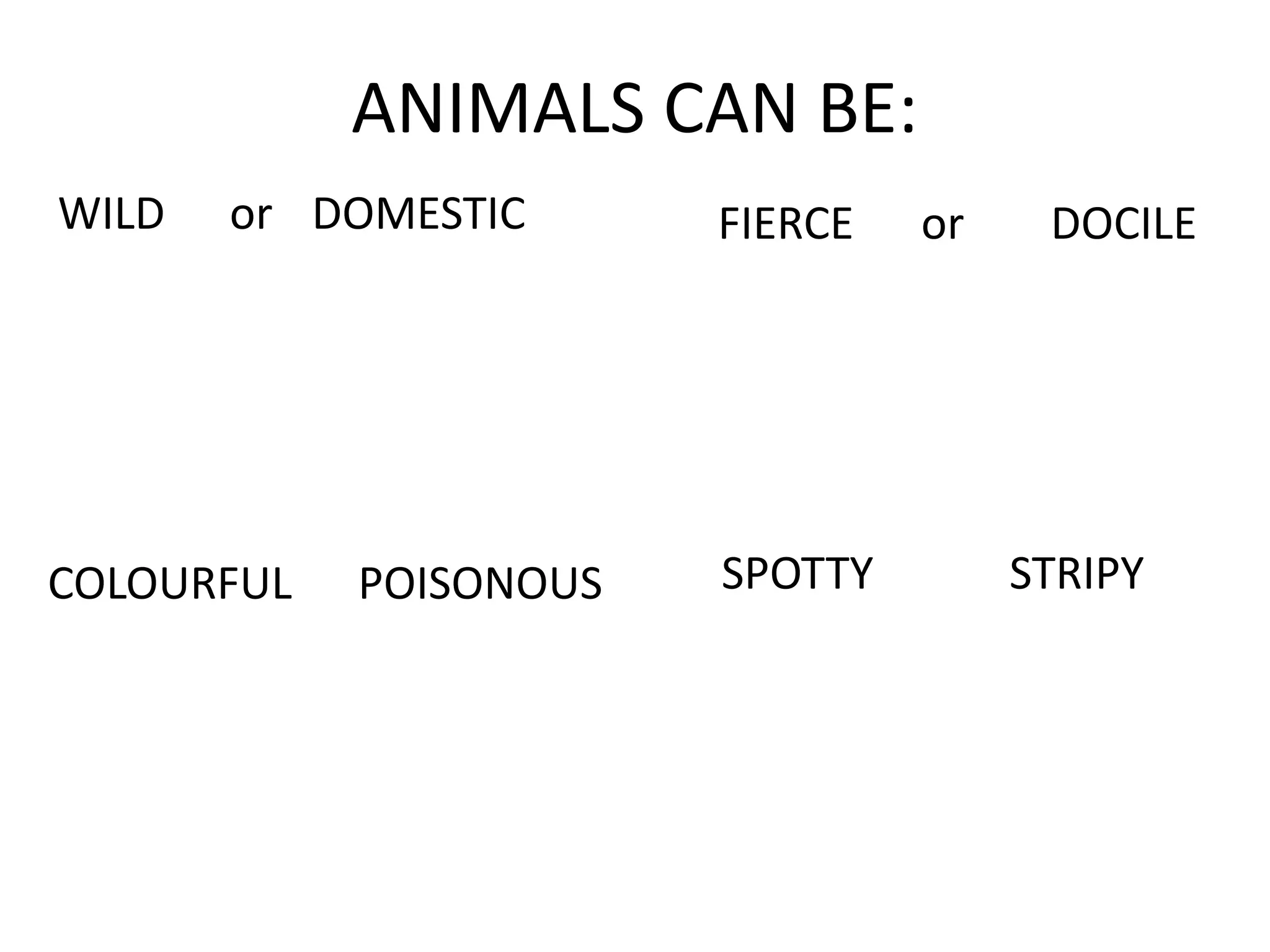 Animal descriptions y1 | PPTX