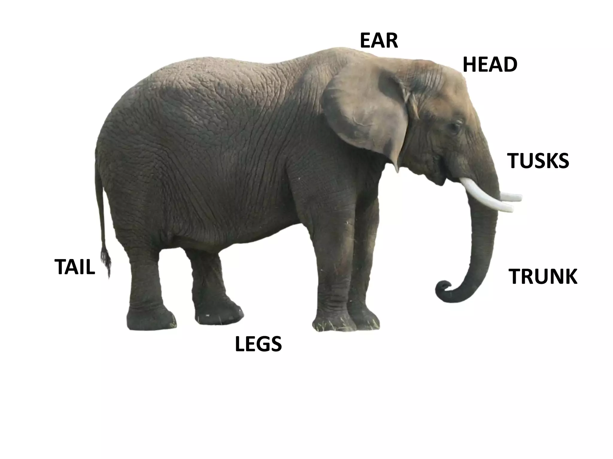 Animal descriptions y1 | PPTX