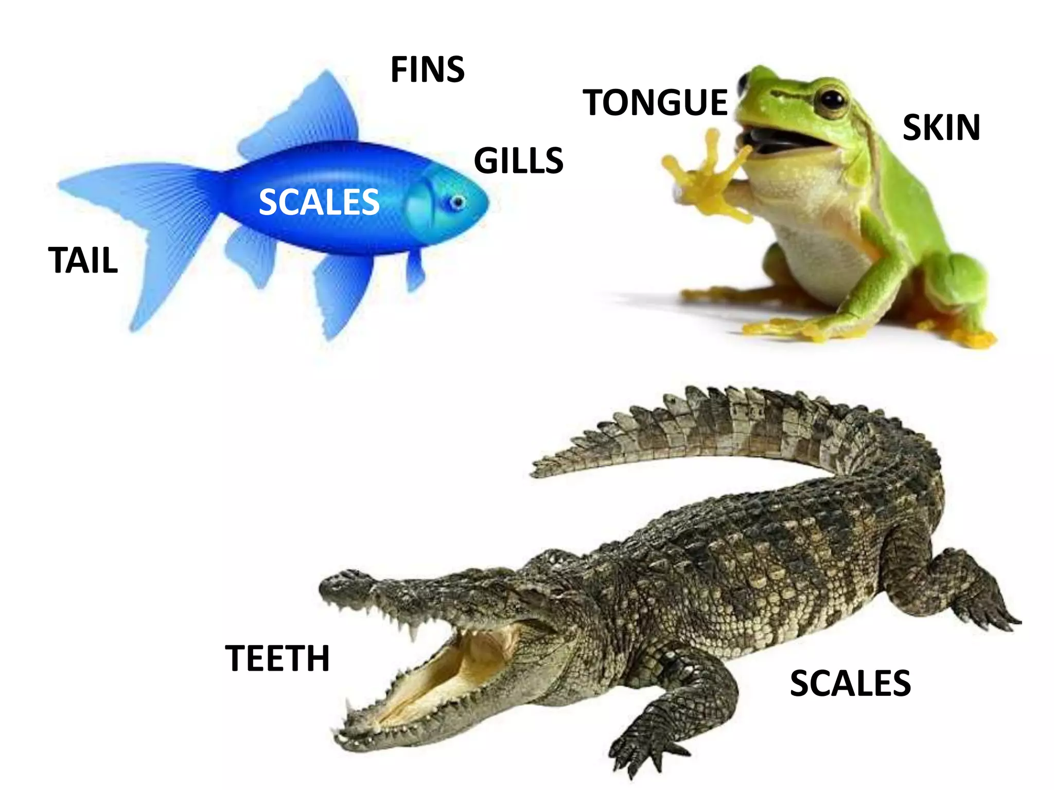 Animal descriptions y1 | PPTX