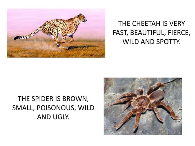 Animal descriptions y1 | PPTX