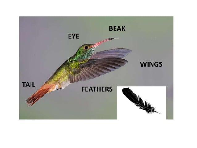Animal descriptions y1 | PPTX
