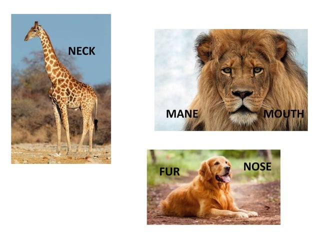 Animal descriptions y1 | PPTX