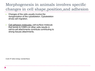 Animal development | PPTX