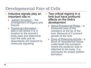 Animal development | PPTX