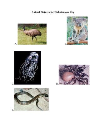 Animal dichotomous key | PDF