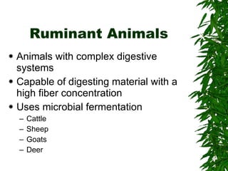 Ruminant Animals List