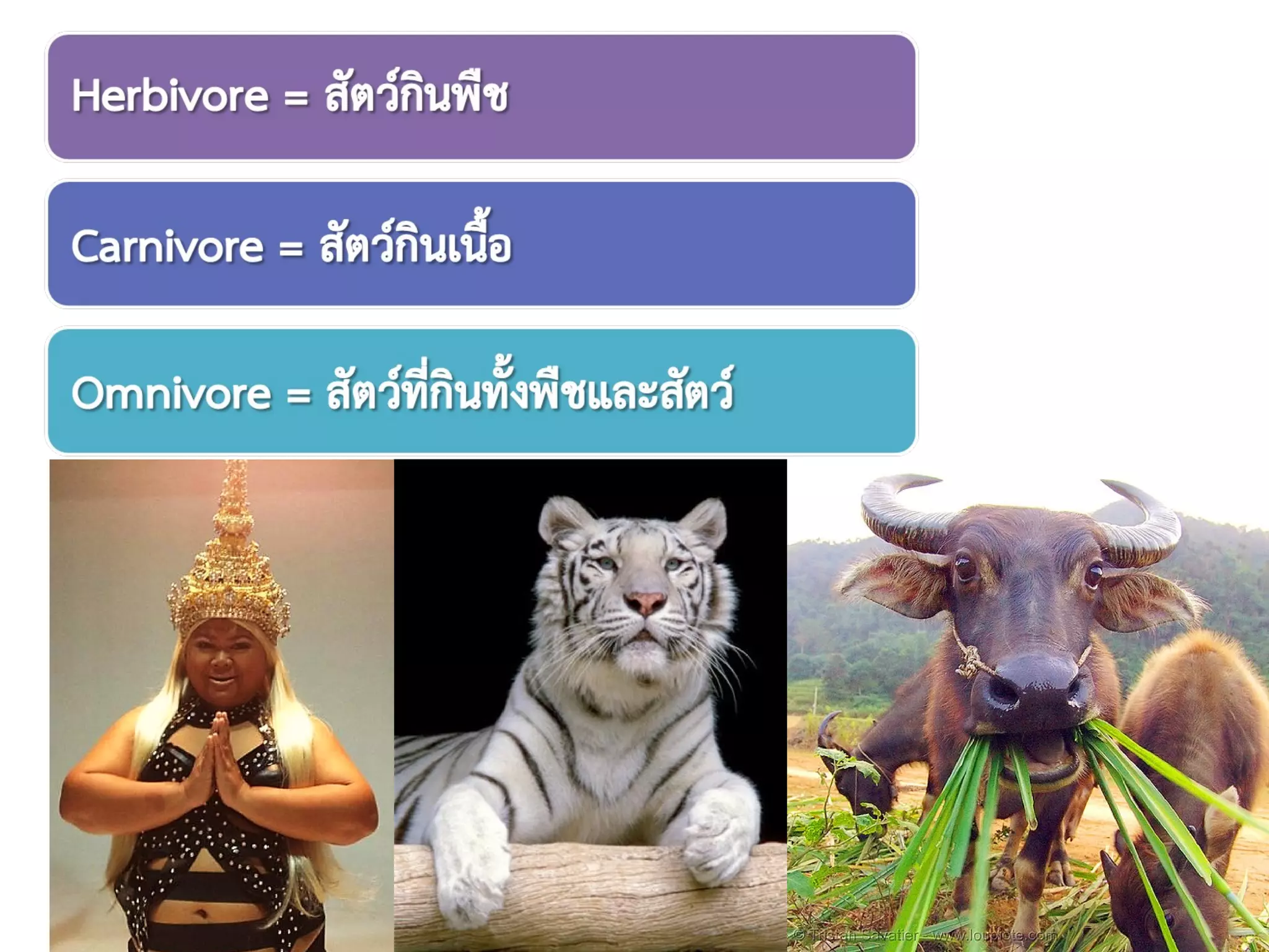 Animal digestion | PPT