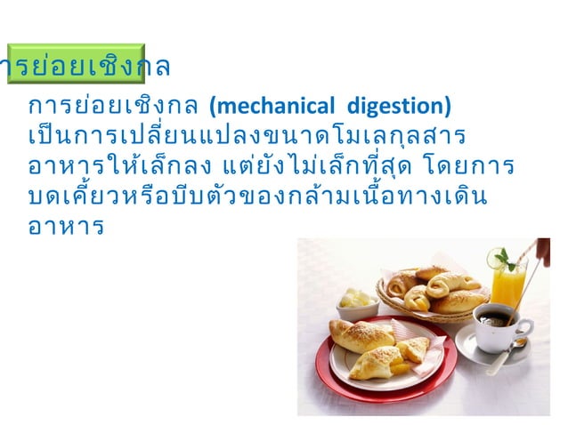 Animal digestion | PPT