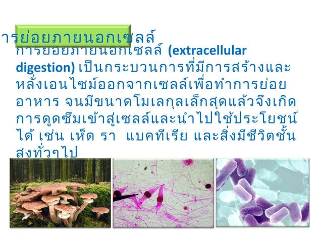 Animal digestion | PPT