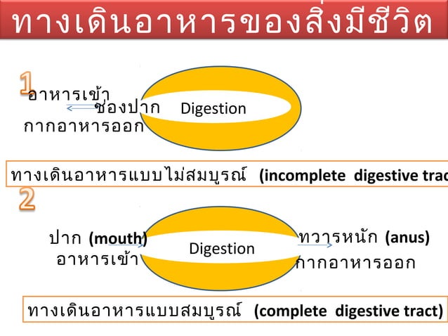 Animal digestion | PPT
