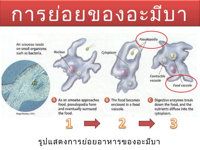 Animal digestion | PPT