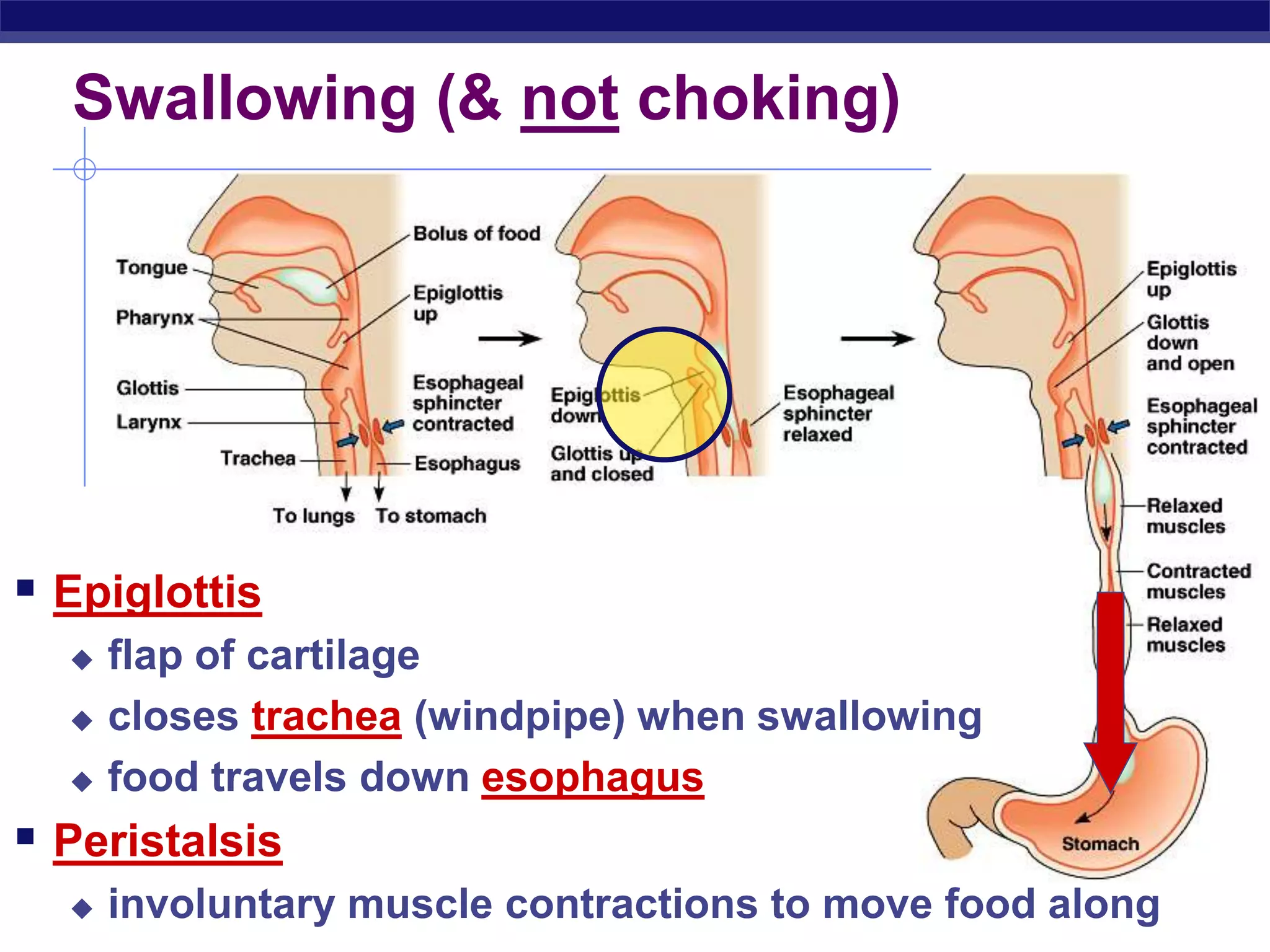 Animal digestion(final earthscience).ppt