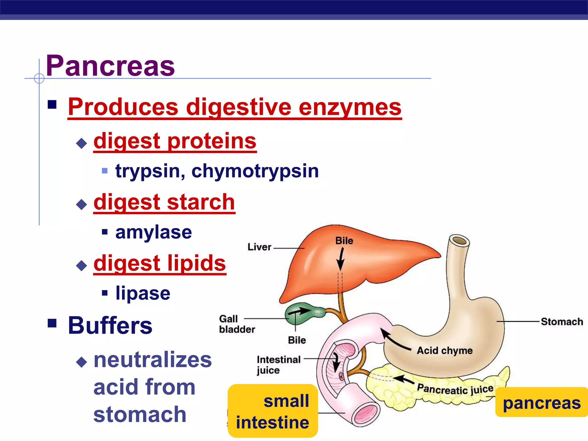 Animal digestion(final earthscience).ppt