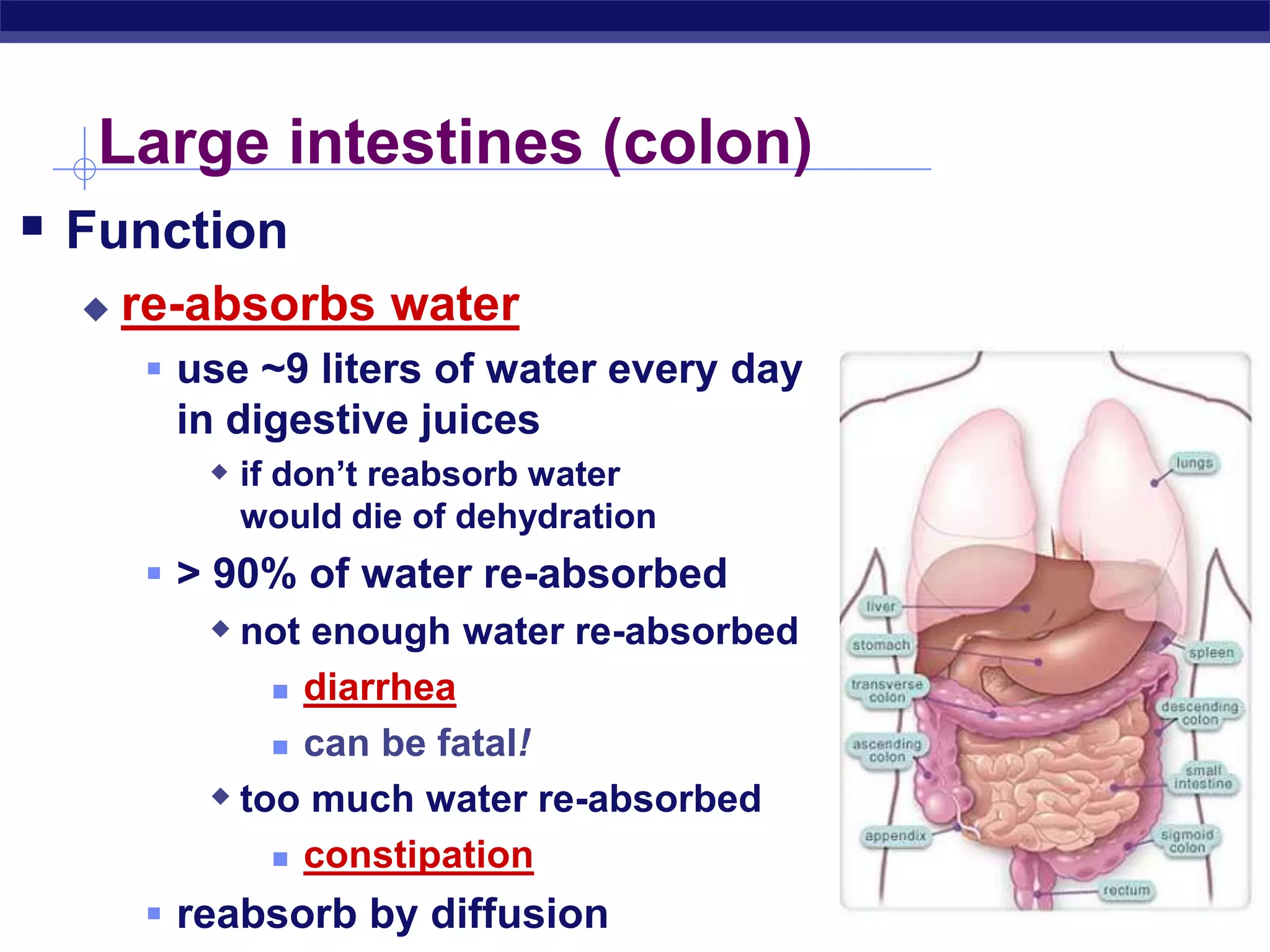 Animal digestion(final earthscience).ppt