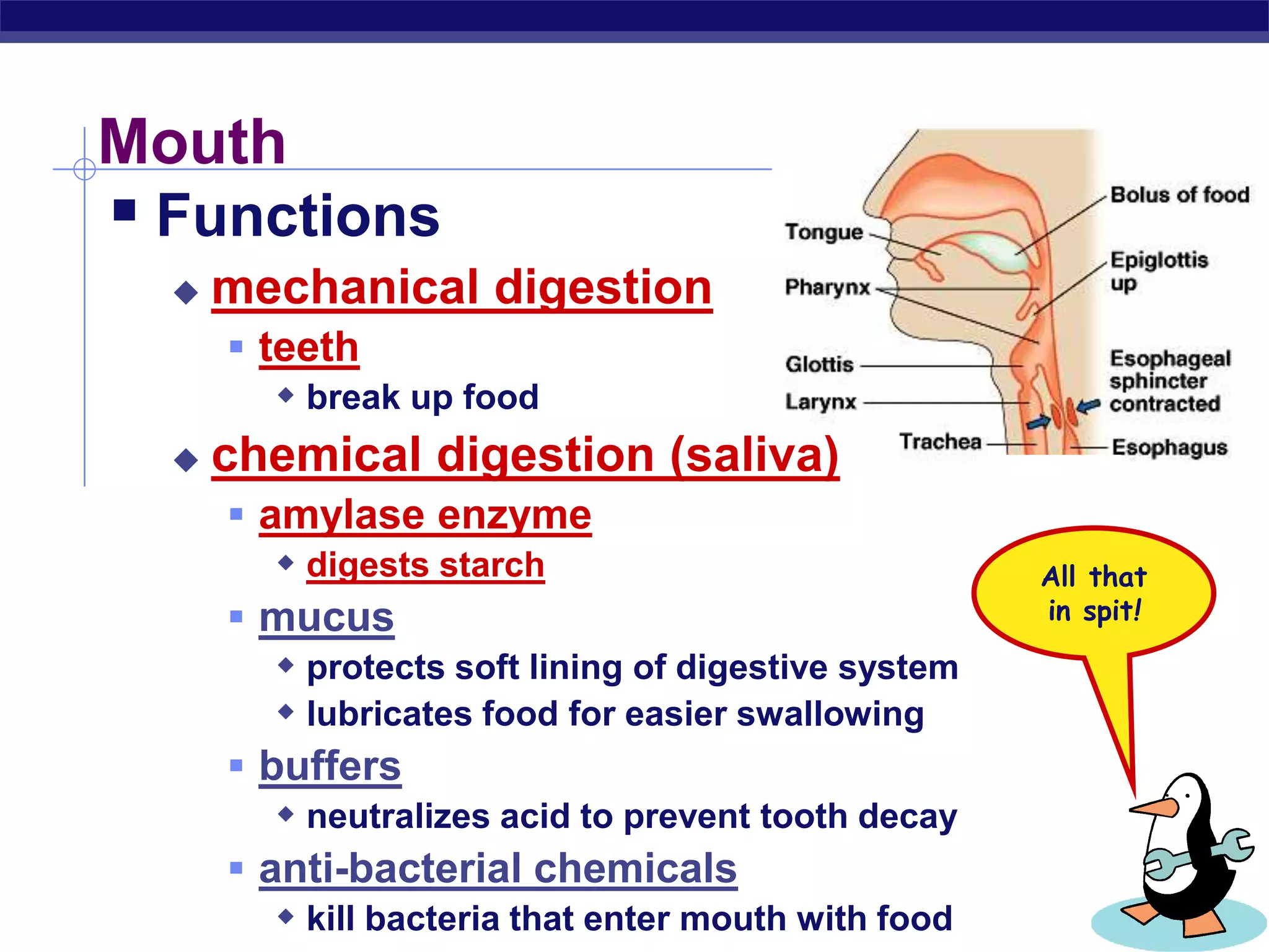 Animal digestion(final earthscience).ppt