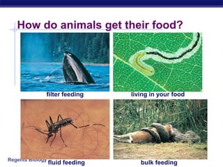 Animal digestion(final earthscience).ppt