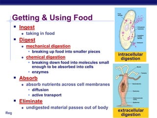 Animal digestion(final earthscience).ppt