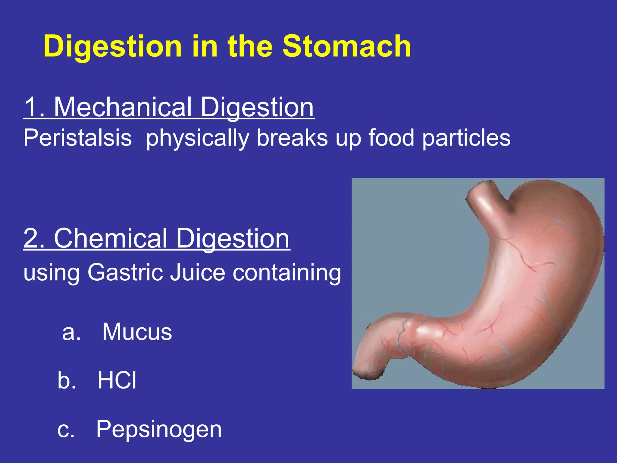 Animal digestive system | PPT