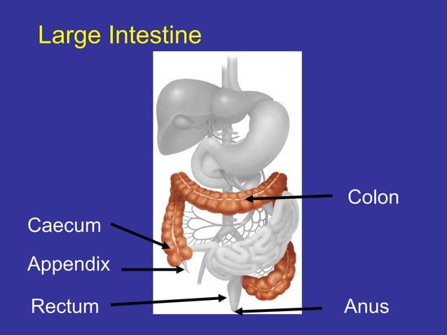 Animal digestive system | PPT | Digestive Disorders | Diseases and ...